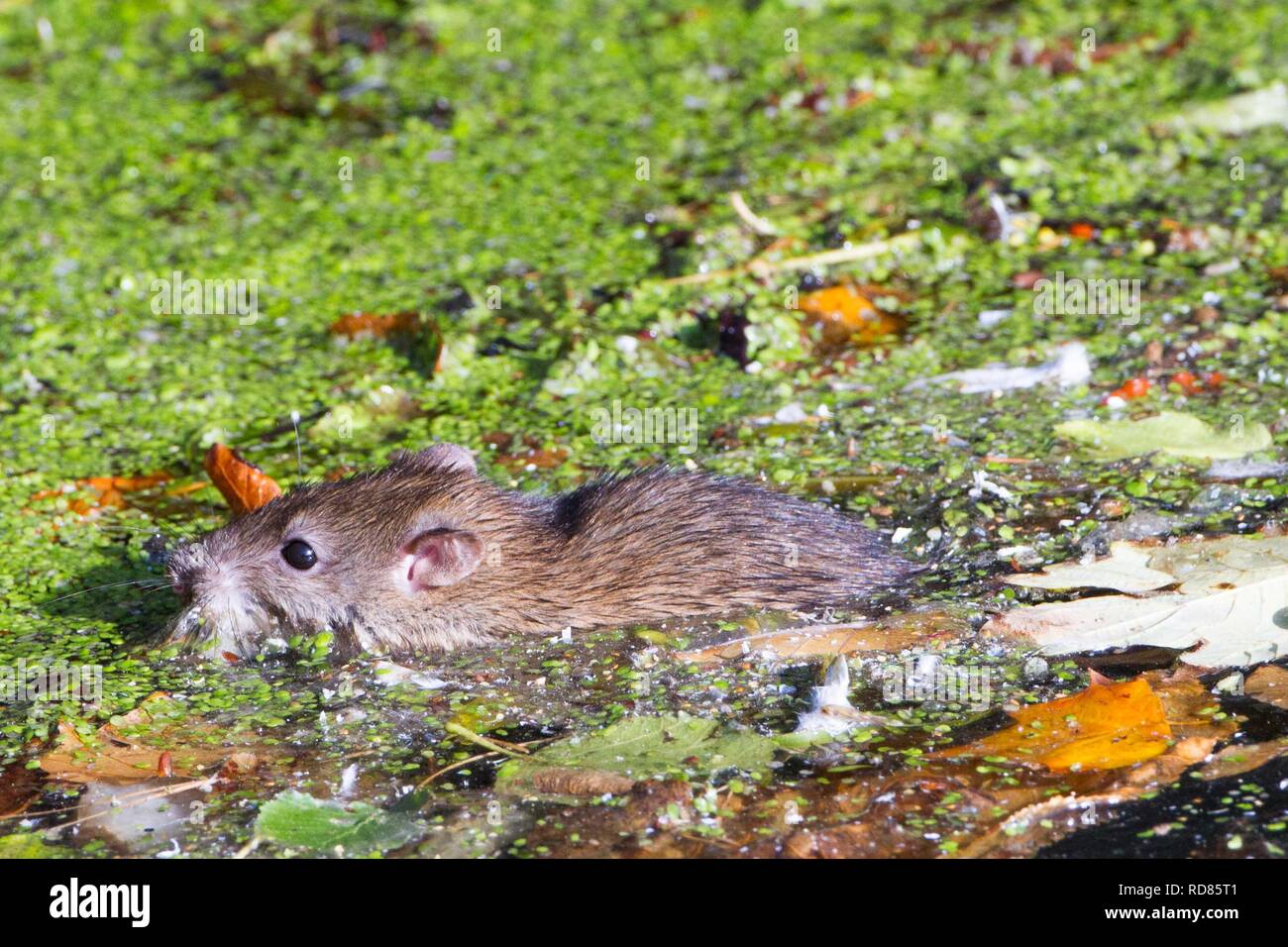 Brown Rat (Rattus norvegicus) swimming in river Stock Photo - Alamy