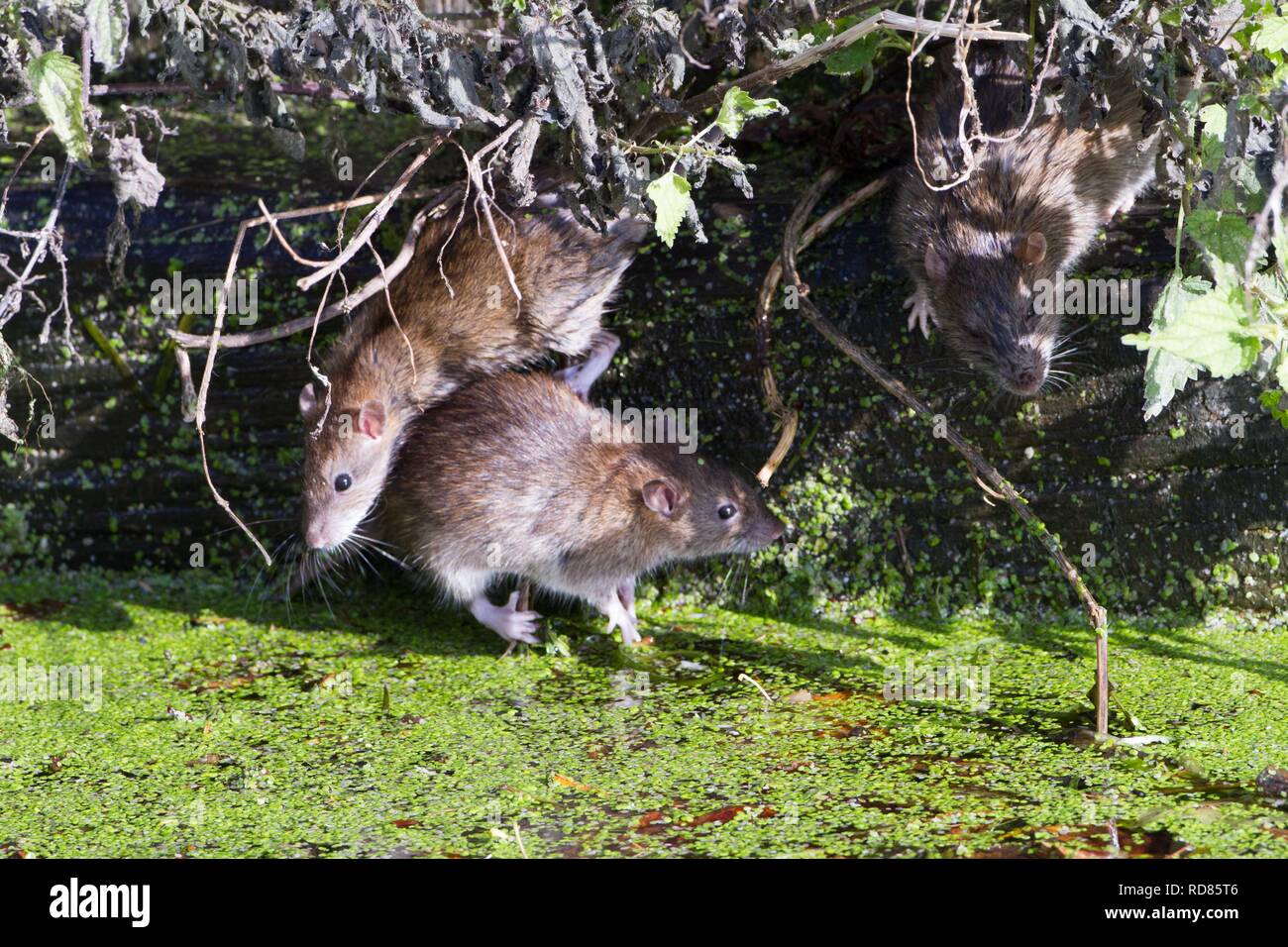 Brown Rat (Rattus norvegicus) . Family of rats about to enter the water ...