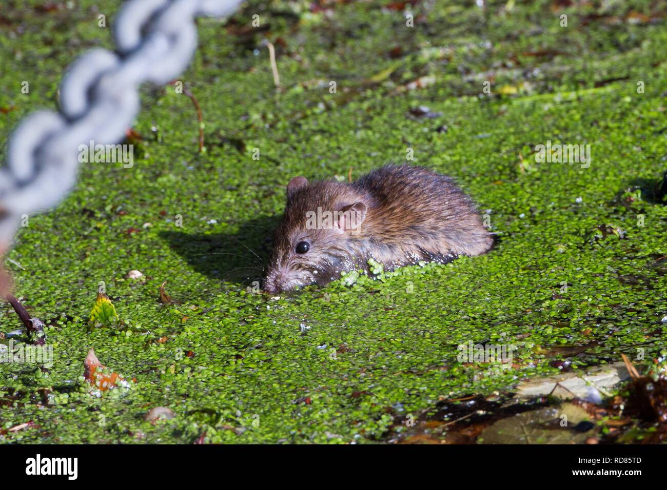 Young Brown Rat (Rattus norvegicus) swimming in river Stock Photo - Alamy