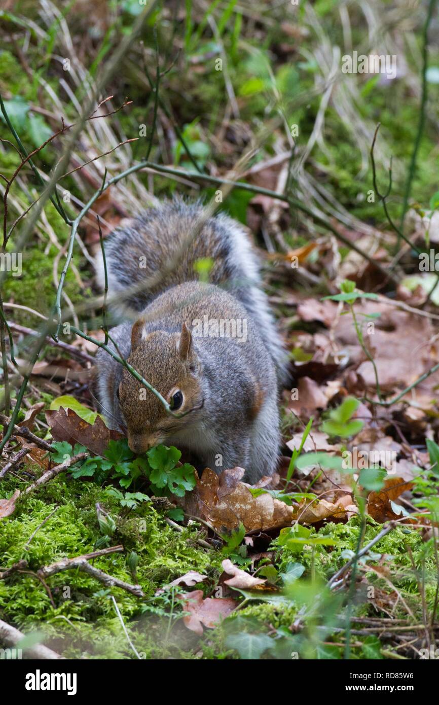 Sequence of Grey Squirrel ( Scuirius carolinensis ) digging up acorns ...