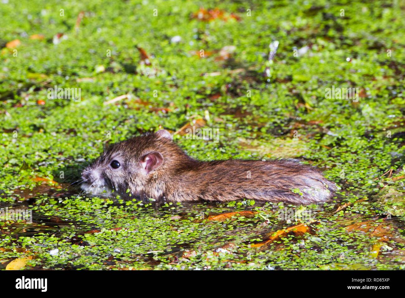 Brown Rat (Rattus norvegicus) swimming in river Stock Photo - Alamy