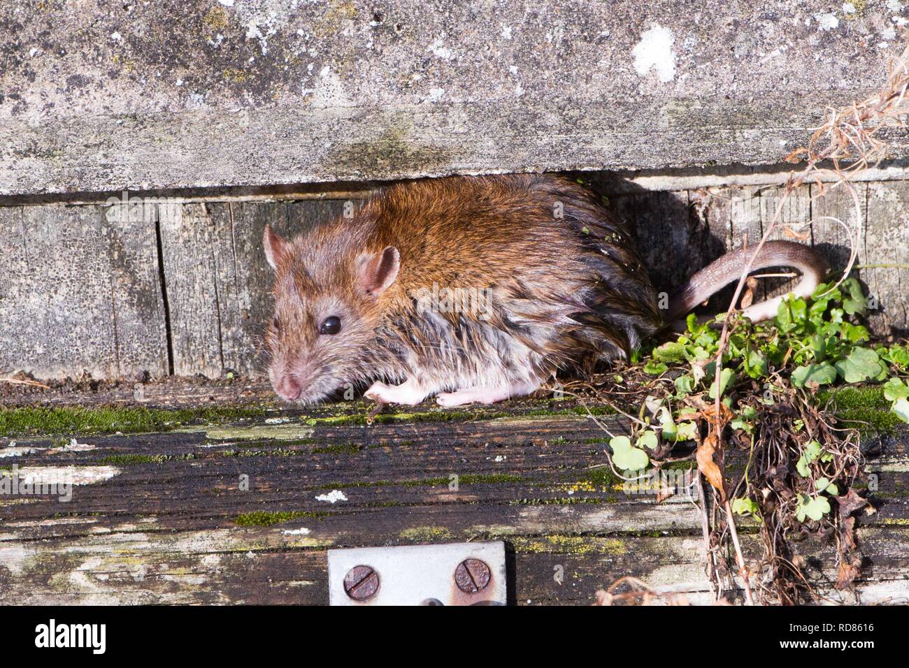 Brown Rat (Rattus norvegicus Stock Photo - Alamy
