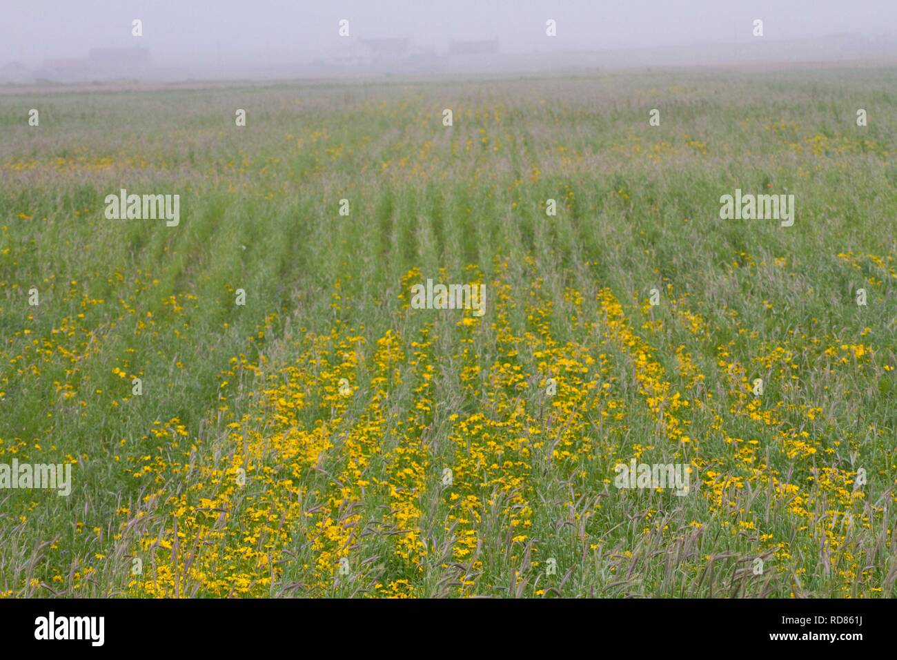 Corn Marigold (Chrysanthemum segetum) and Black Oats (grown by crofters ...
