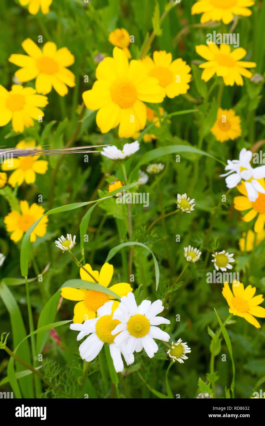Corn Marigold (Chrysanthemum segetum) and Bugloss in strips on machir ...