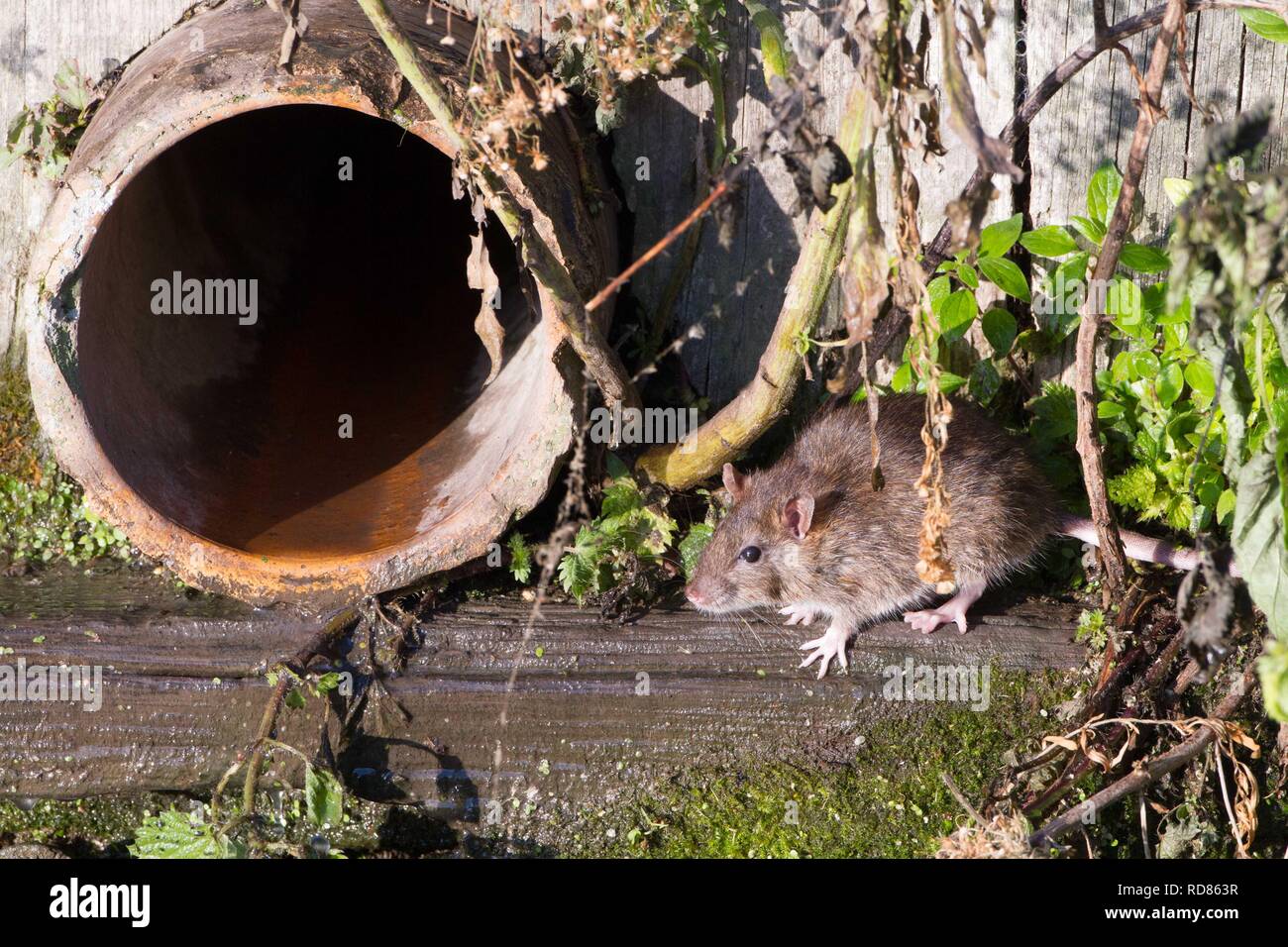 Brown Rat (Rattus norvegicus Stock Photo - Alamy