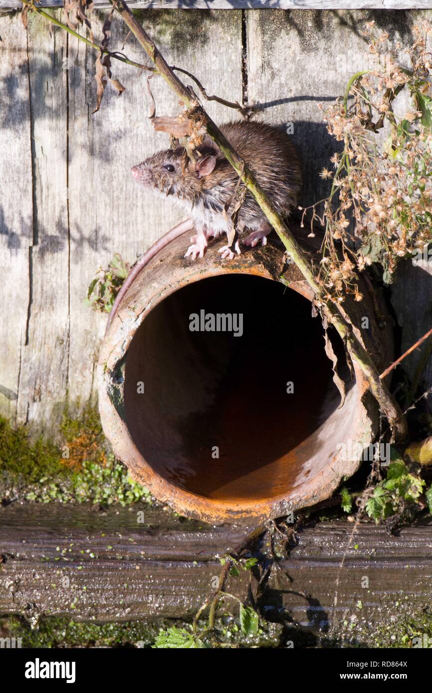 Brown Rat (Rattus norvegicus) in pipe/ sewer at side of river Stock ...