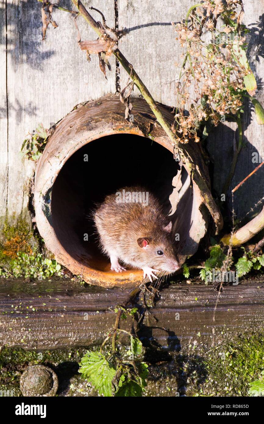 Brown Rat (Rattus norvegicus) in pipe/ sewer at side of river Stock ...