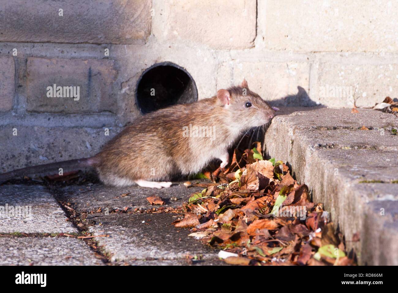 Brown Rat (Rattus norvegicus Stock Photo - Alamy