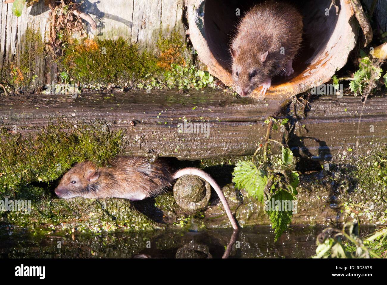 Young Brown Rat (Rattus norvegicus) by water Stock Photo - Alamy