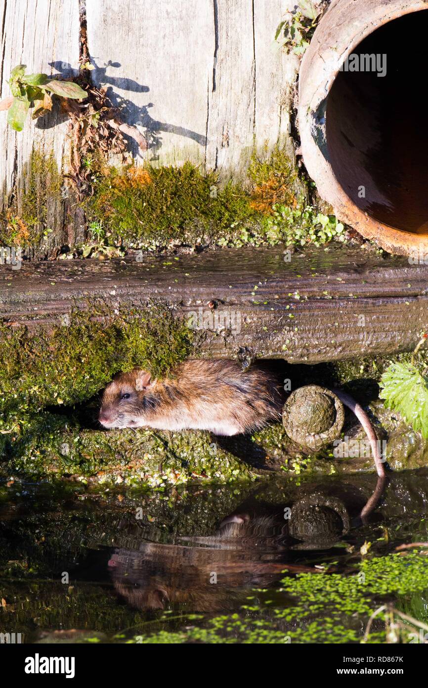 Young Brown Rat (Rattus norvegicus) by water Stock Photo - Alamy