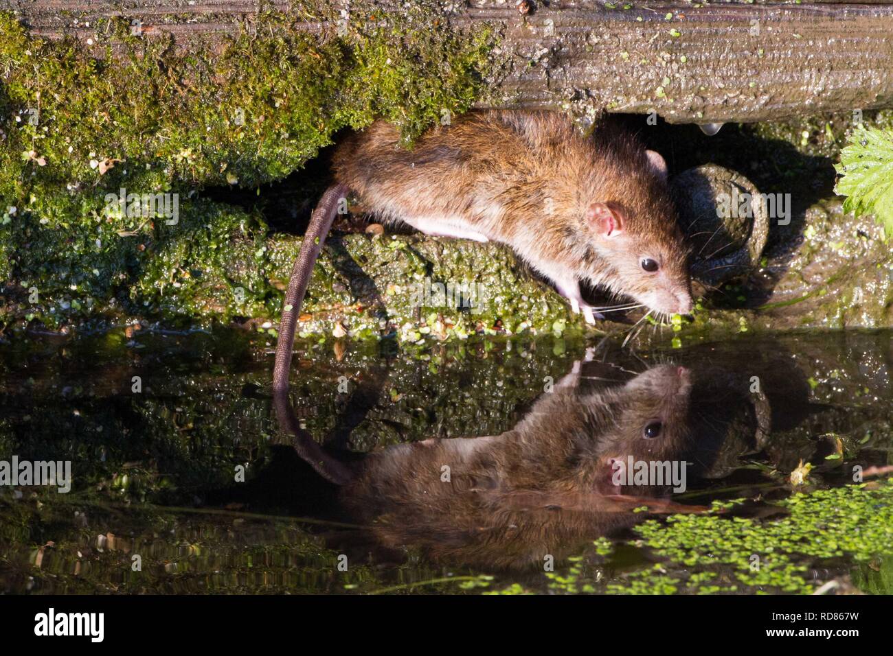 Young Brown Rat (Rattus norvegicus) by water Stock Photo - Alamy