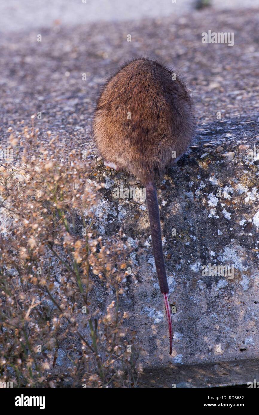 Rats ,(Rattus norvegicus), adult ,rear view on the pavement of town ...