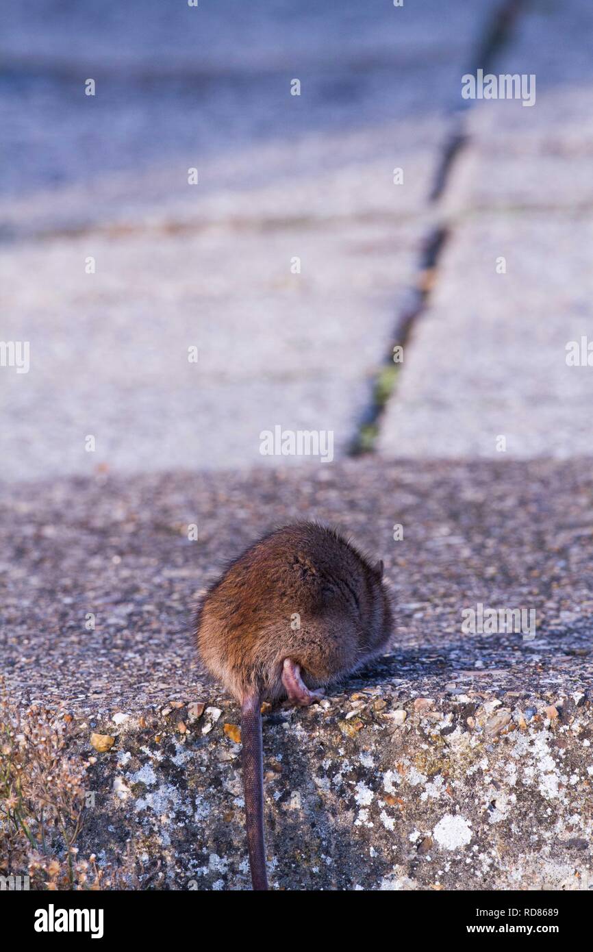 Rats ,(Rattus norvegicus), adult ,rear view on the pavement of town ...