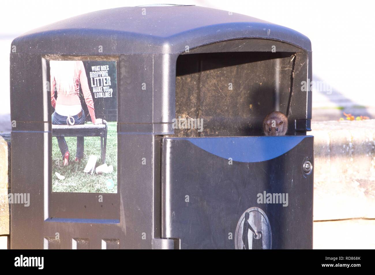 Brown Rat (Rattus norvegicus) investigating rubbish bin Stock Photo - Alamy