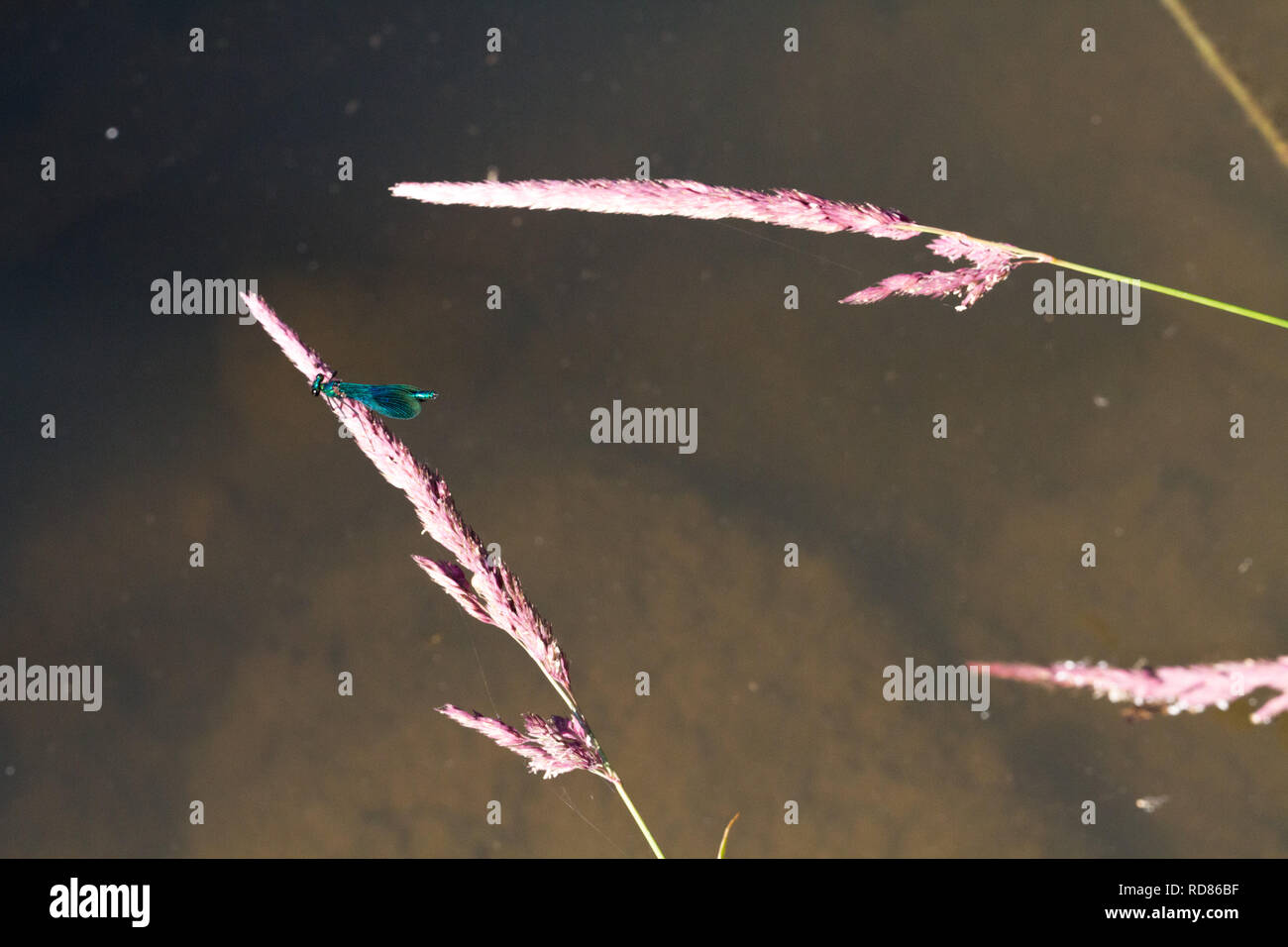 Knepp rewilding project hi-res stock photography and images - Alamy