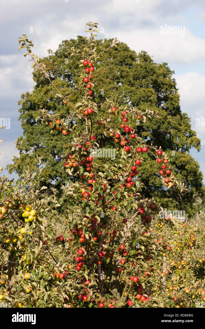 Apple Trees with ripe apples , with Common Oak tree background ...