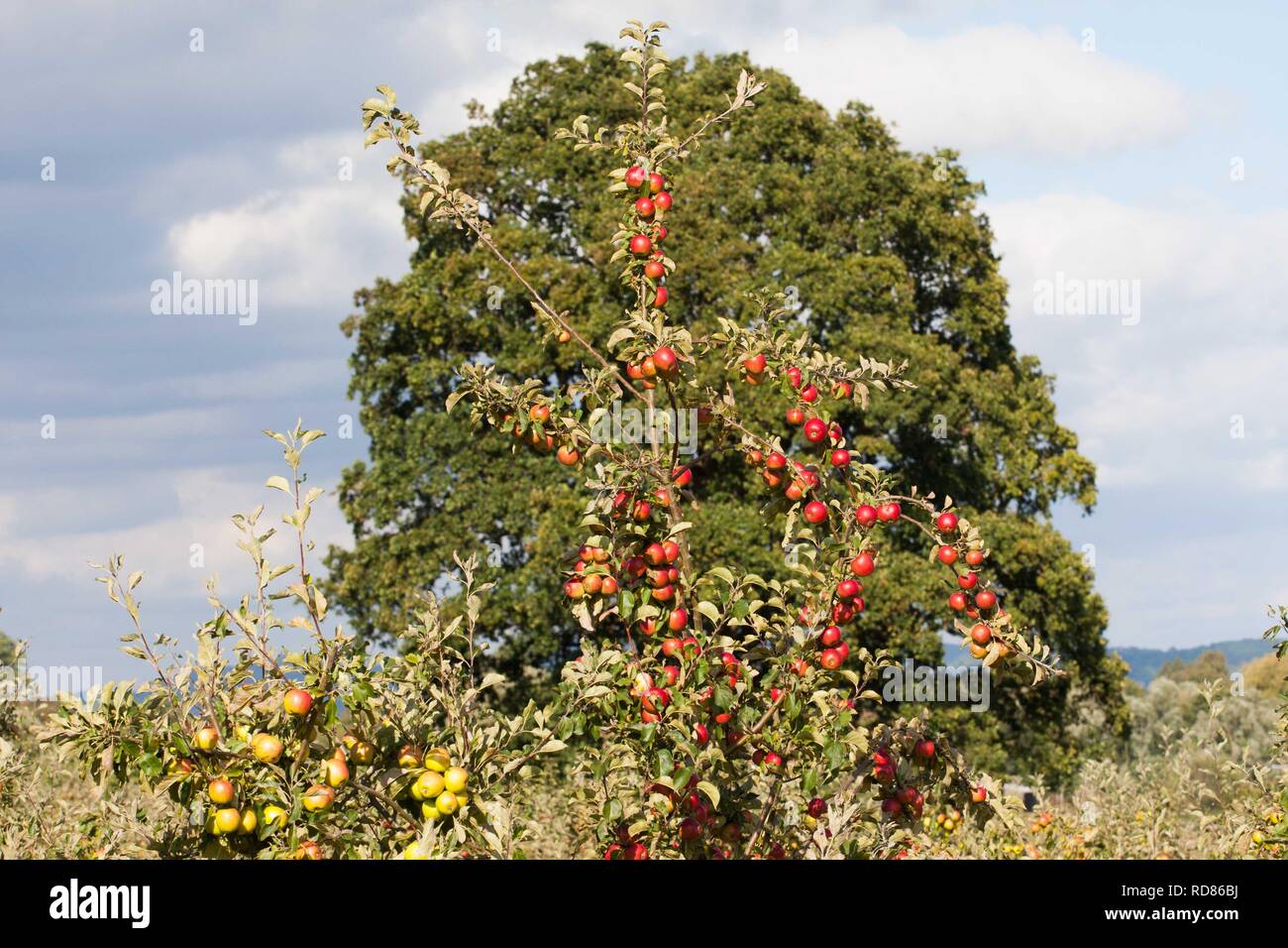 Apple Trees with ripe apples , with Common Oak tree background ...