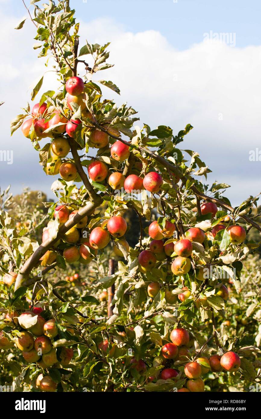 James grieve apples tree hi-res stock photography and images - Alamy