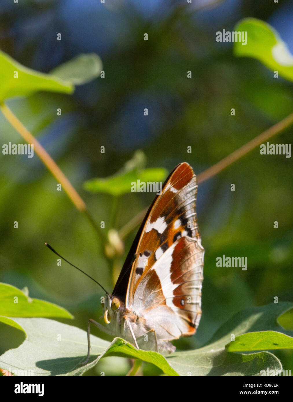 Male bpurple emperor butterfly hi-res stock photography and images - Alamy