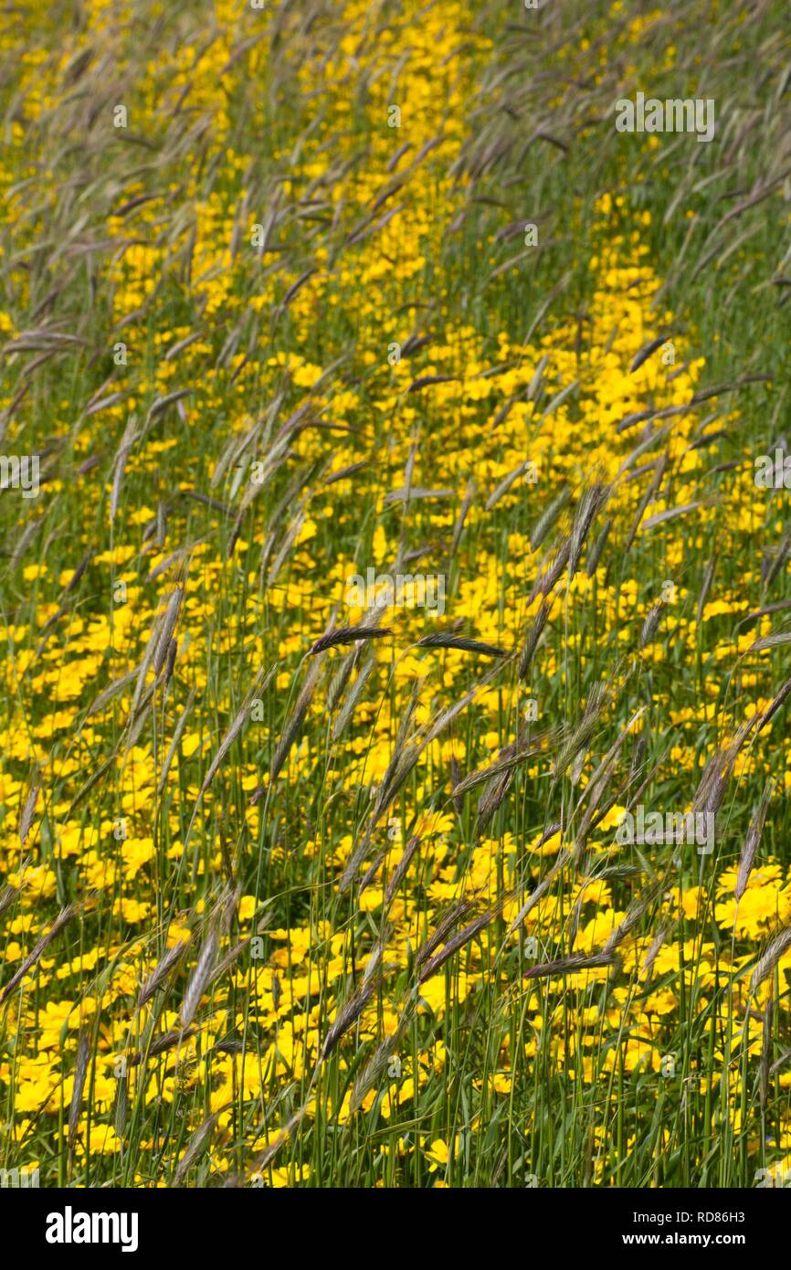 Corn Marigold ( Chrysanthemum segetum ) growing amongst Black Oats , in ...