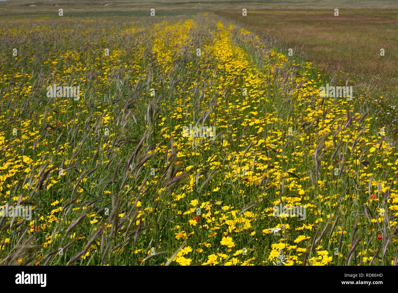 Corn Marigold ( Chrysanthemum segetum ) growing amongst Black Oats , in ...