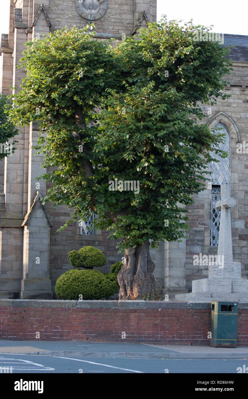 Tulip tree in churchyard Stock Photo - Alamy