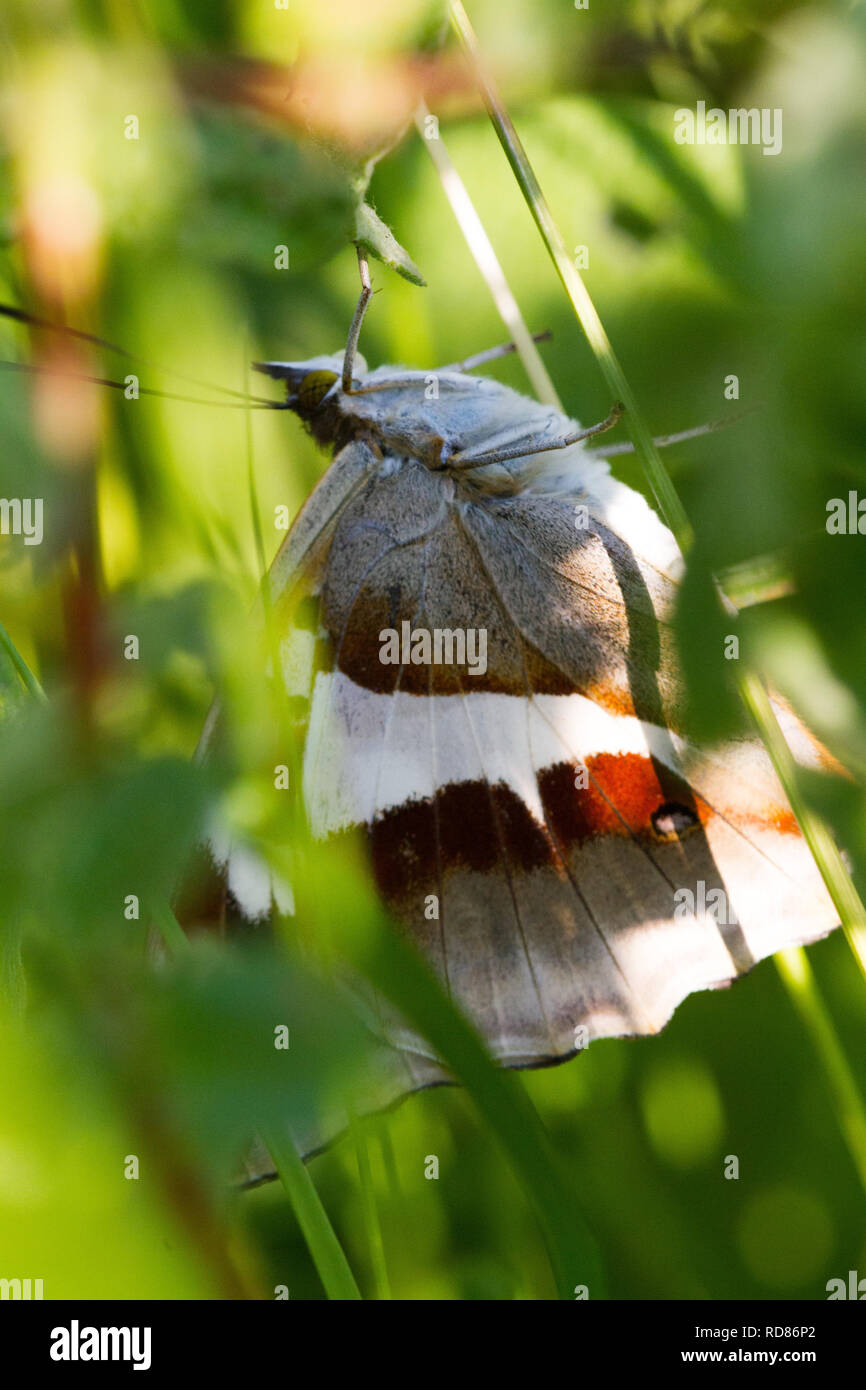Purple Emperor Butterfly female ,( Apatura iris ) .Rare woodland ...