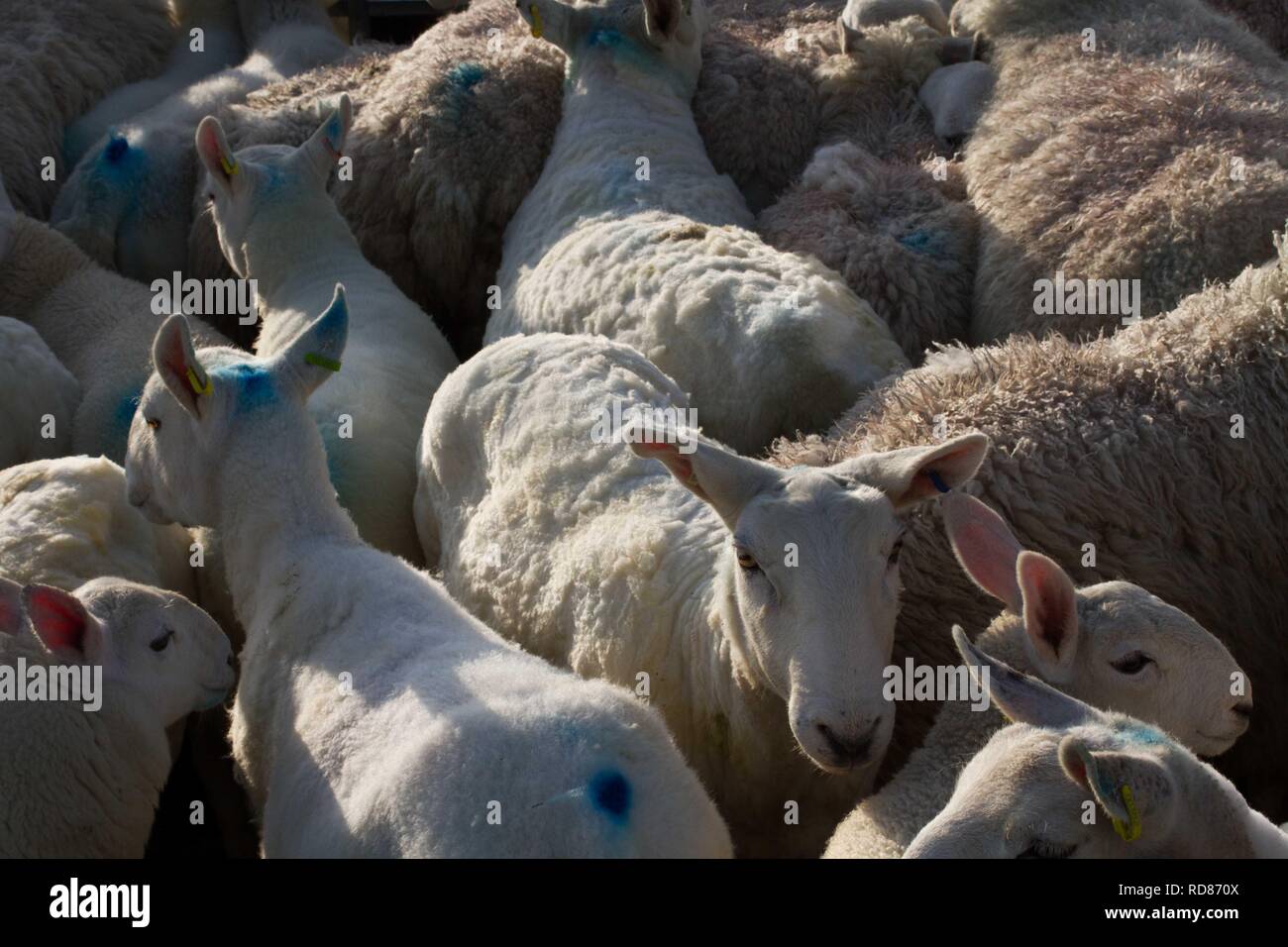 Cross breed Cheviot sheep ,newly sheered ,important for their wool to ...
