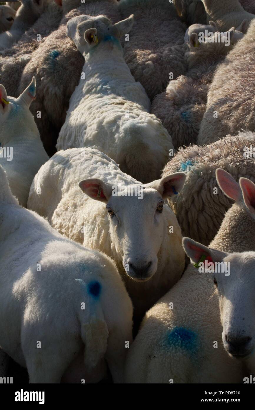 Cross breed Cheviot sheep ,newly sheered ,important for their wool to ...