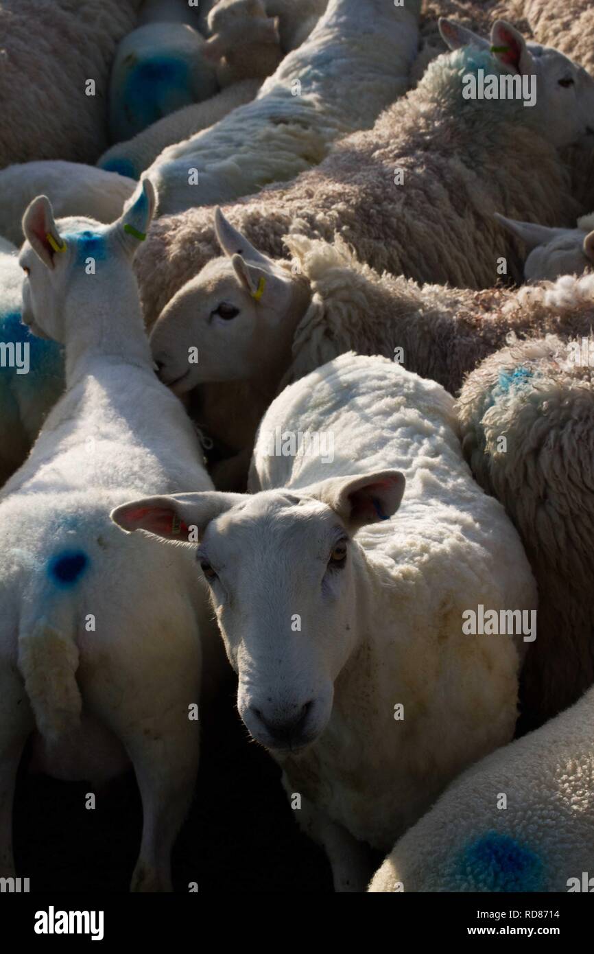 Cross breed Cheviot sheep ,newly sheered ,important for their wool to ...