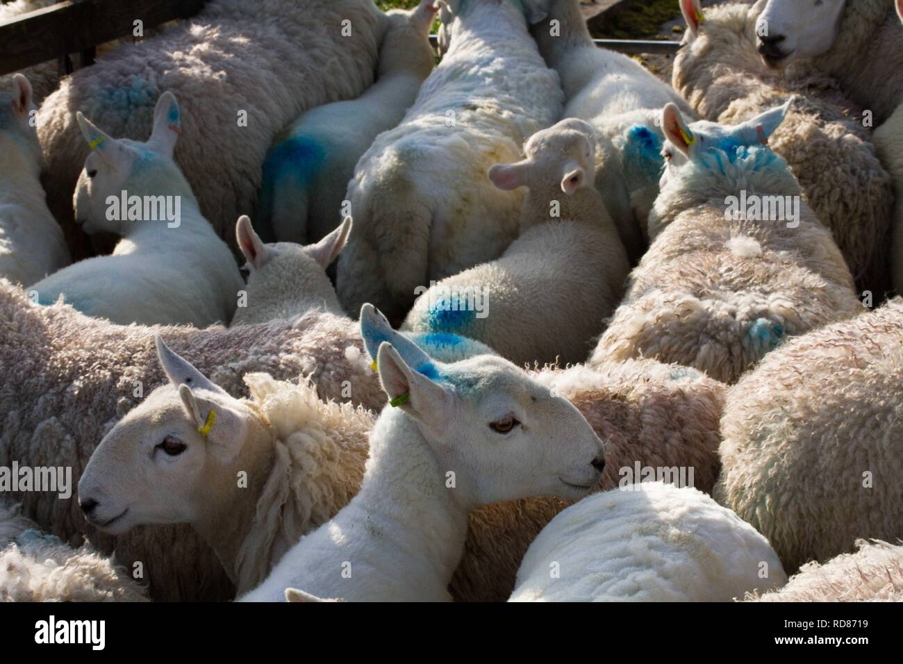 Cross breed Cheviot sheep ,newly sheered ,important for their wool to ...