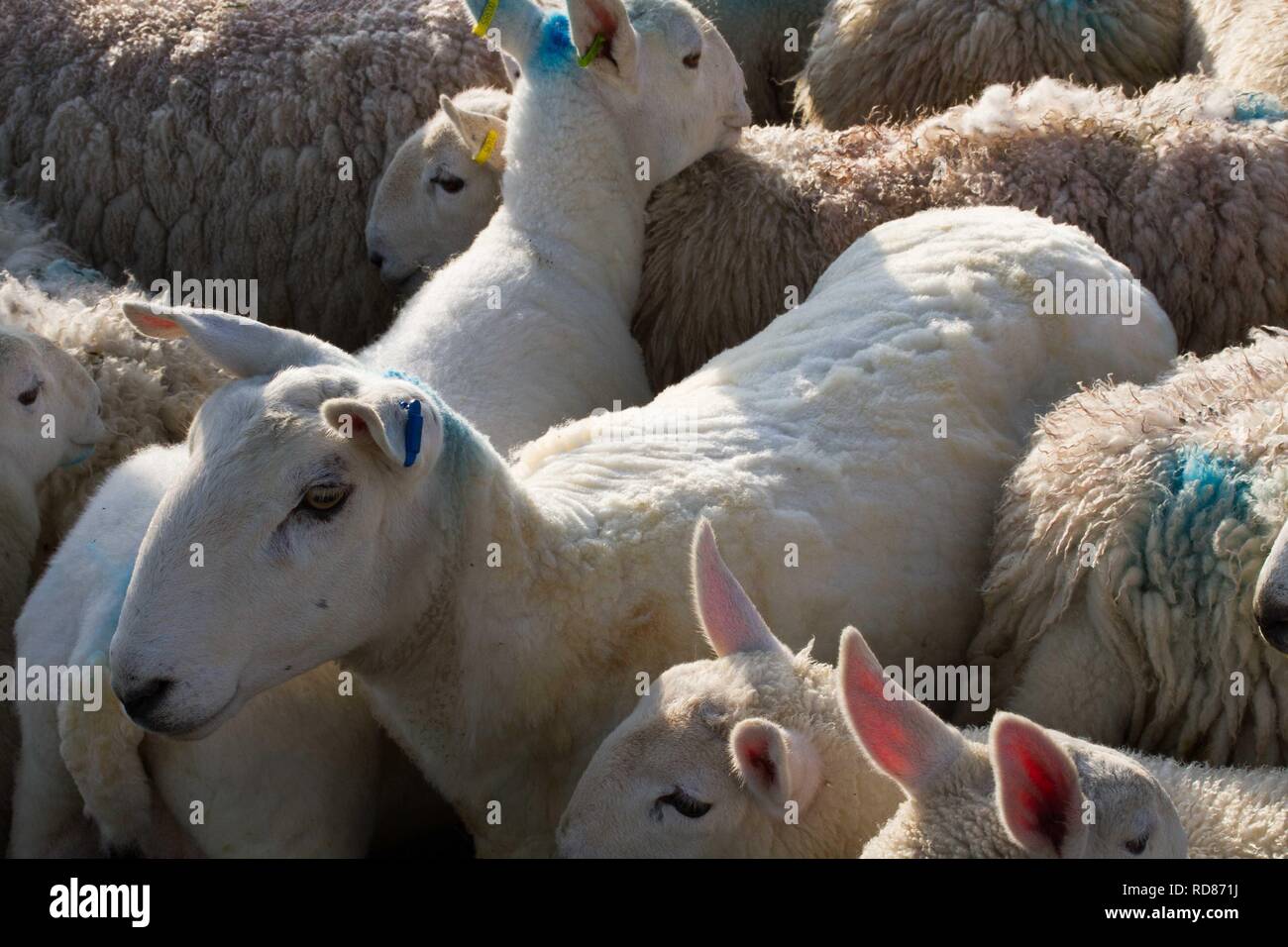 Cross breed Cheviot sheep ,newly sheered ,important for their wool to ...