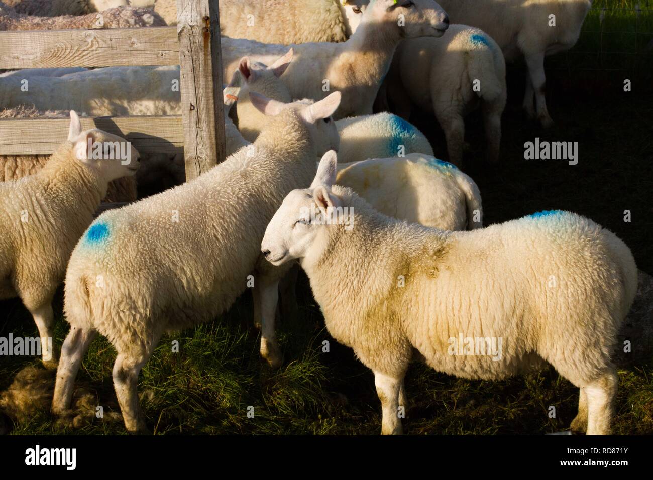 Cross breed Cheviot sheep ,newly sheered ,important for their wool to ...