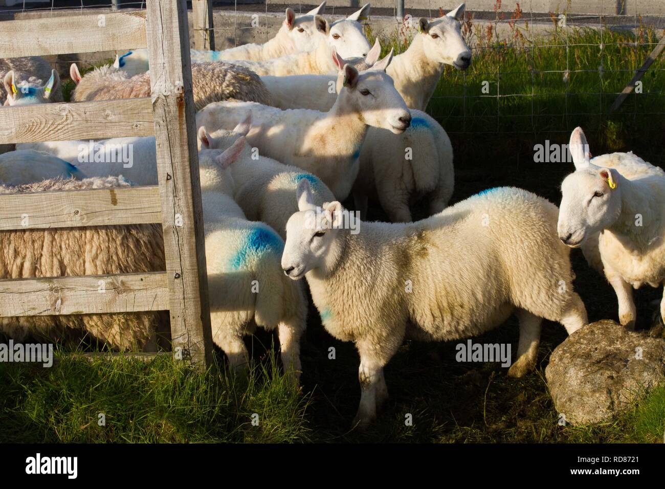 Cross breed Cheviot sheep ,newly sheered ,important for their wool to ...