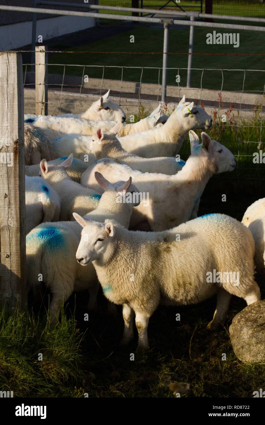 Cross breed Cheviot sheep ,newly sheered ,important for their wool to ...