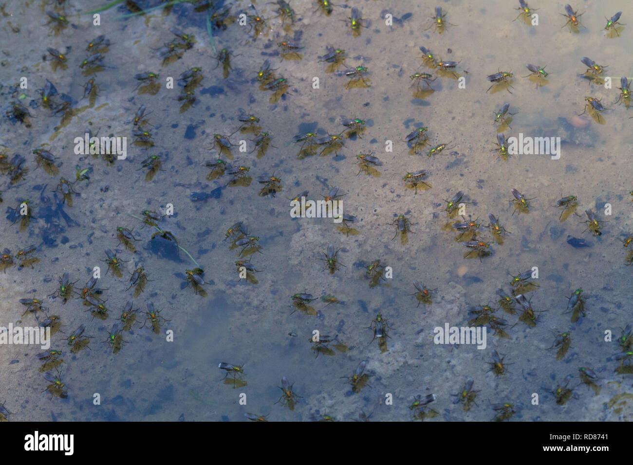 Knepp castle rewilding experiment hi-res stock photography and images ...