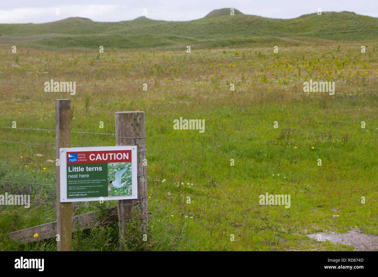 Sign warning public about nesting Little Terns (Sterna albifrons) on ...