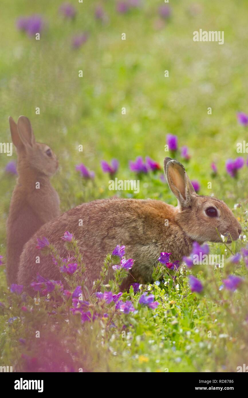 Rabbit (Oryctolagus cuniculus), grazing amongst Purple Vipers Bugloss ...