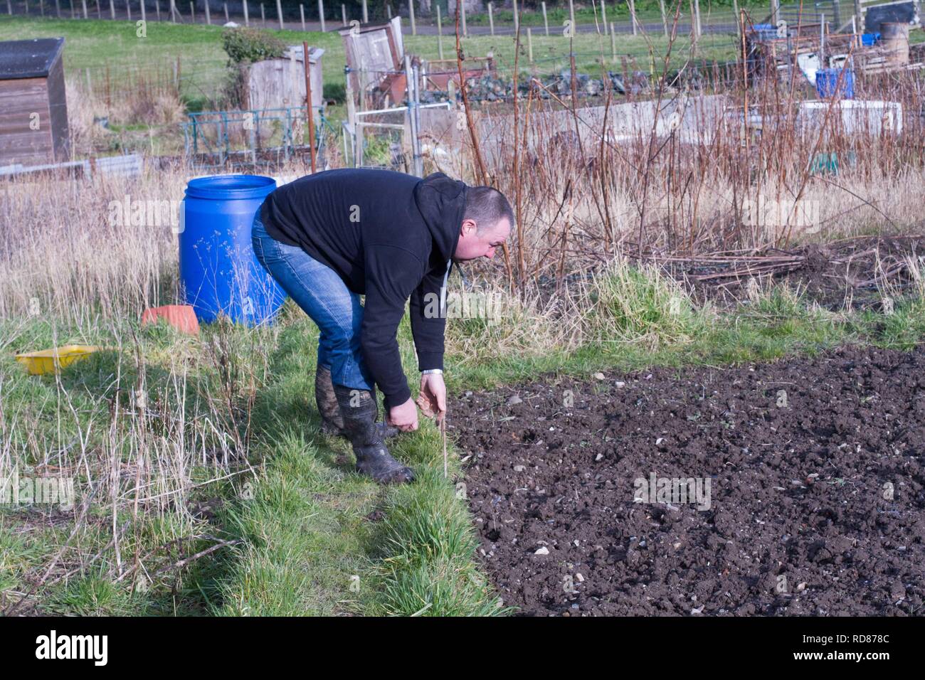 Allotment holder measuring out area that has been cultivated in his ...