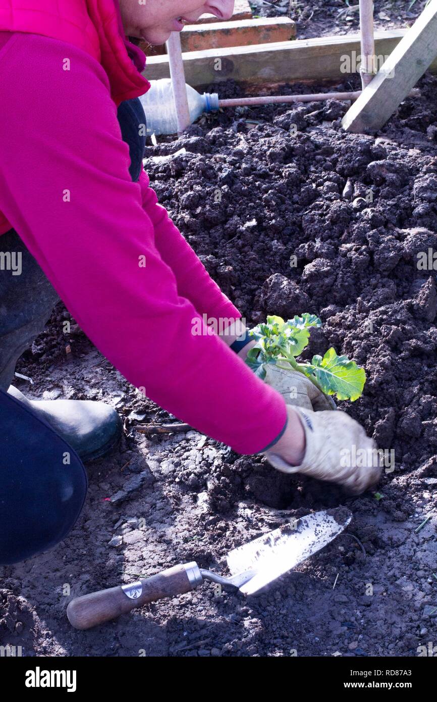 Sequence of Allotment holder planting purple sprouting brocolli ...