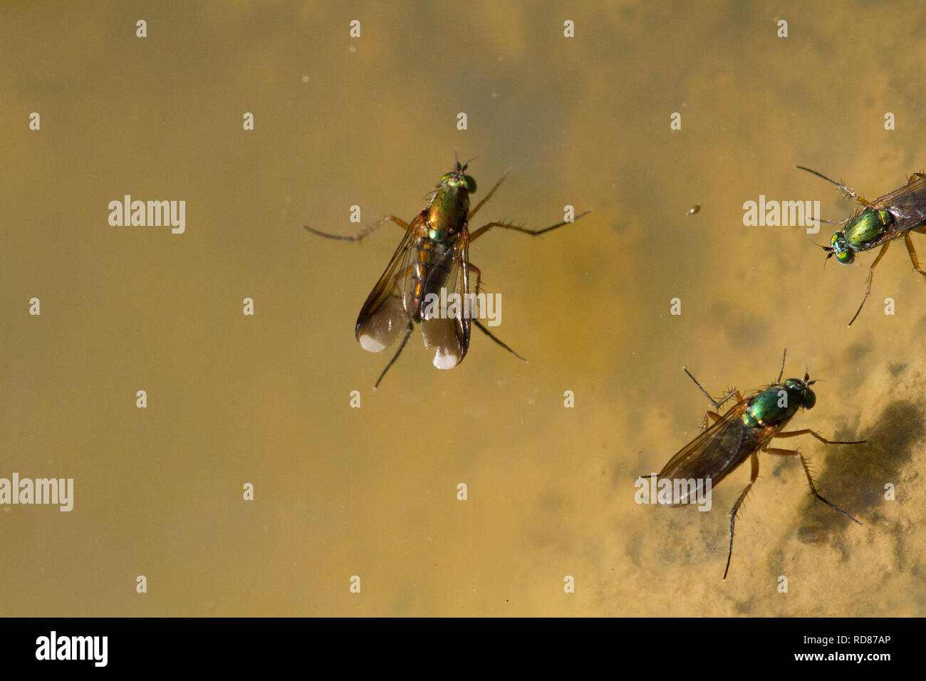 Long legged Flies (Dolidopodidae spp) on water in footprint of Longhorn ...