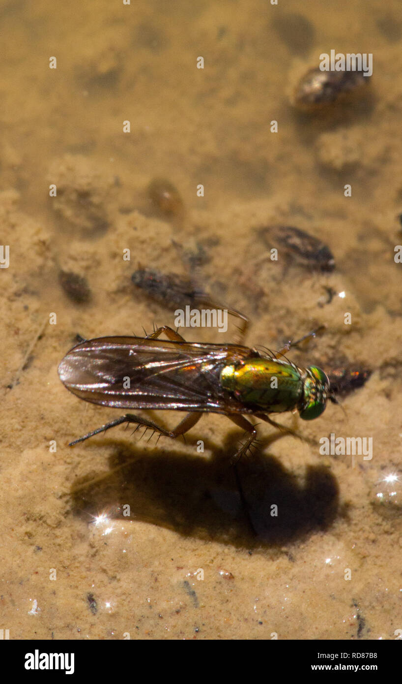 Long legged Flies (Dolidopodidae spp) on water in footprint of Longhorn ...