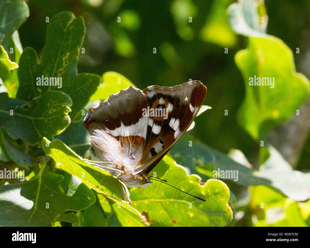Purple Emperor Butterfly female ,( Apatura iris ) , male in oak tree ...