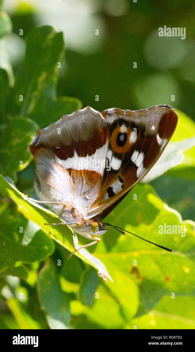 Purple Emperor Butterfly female ,( Apatura iris ) , male in oak tree ...
