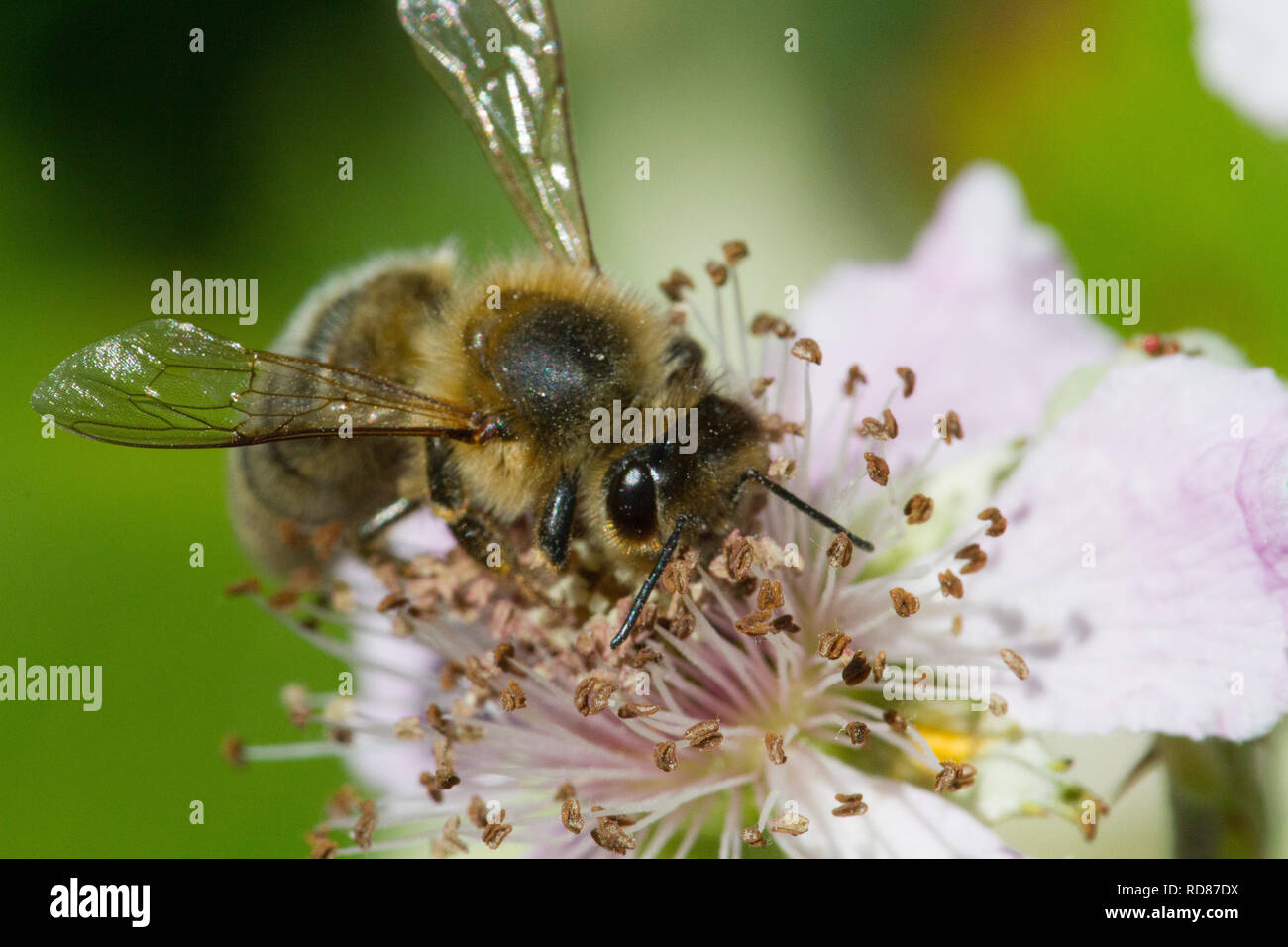 Honey Bee (Apis mellifera) ,worker on Bramble flower in developing ...