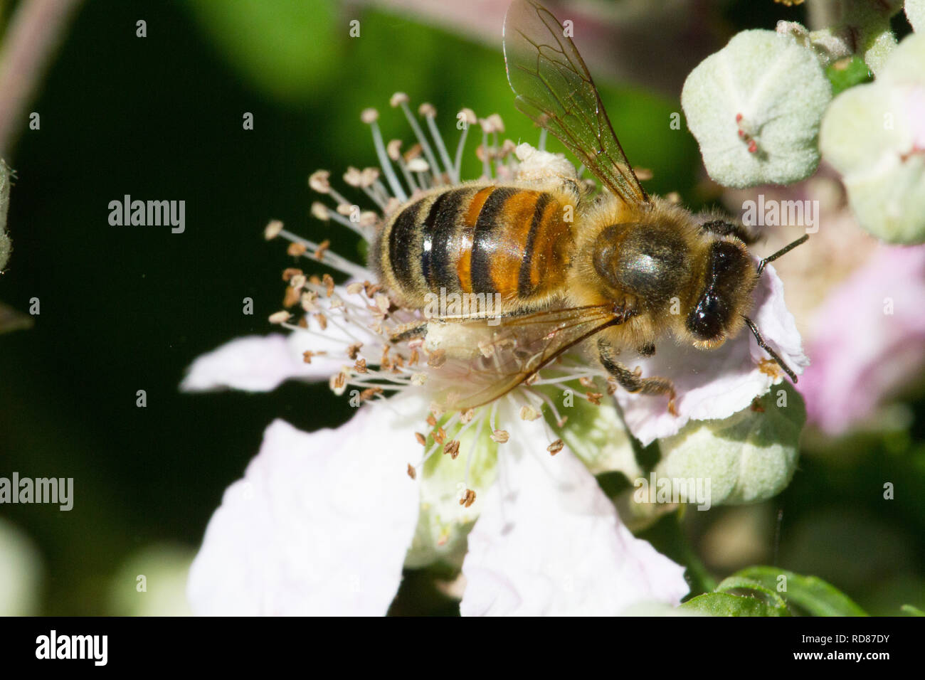 Honey Bee (Apis mellifera) ,worker on Bramble flower in developing ...
