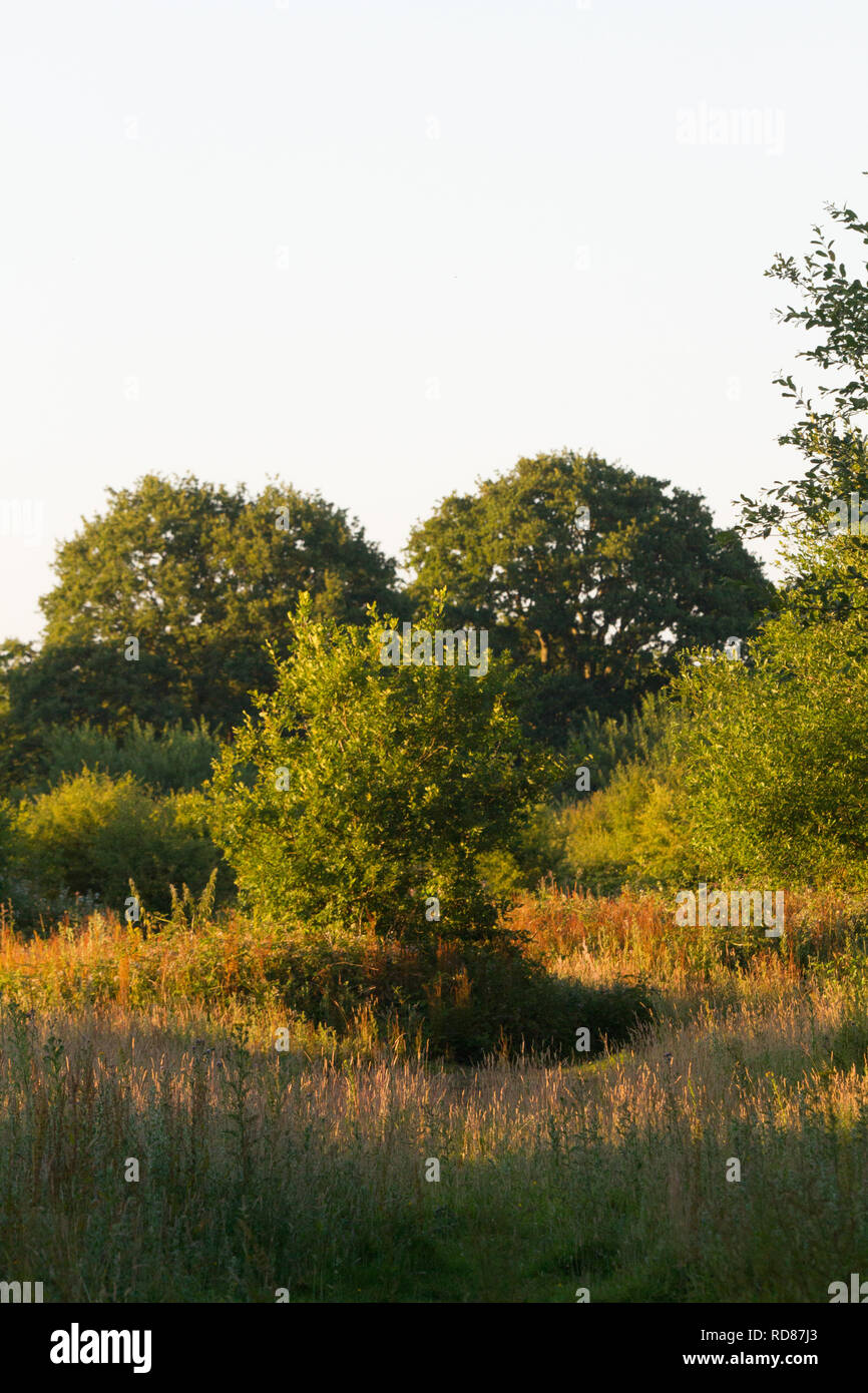 Willow scrub (Salix spp ) with oak woodland behind.Conservation site of importance developed ...