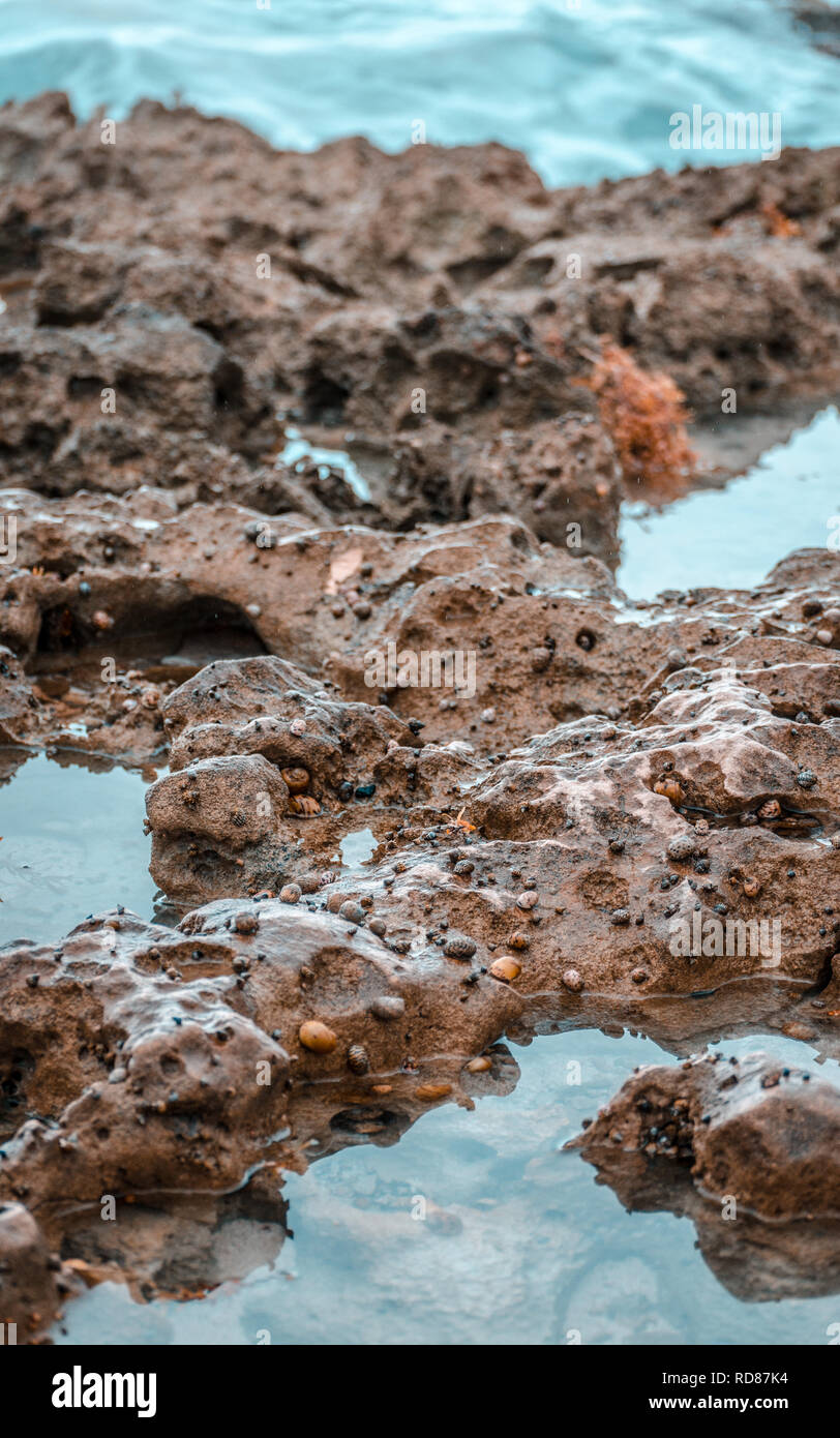 Tide pools biodiversity near the coast of Mexico, snail, fish, crab ...