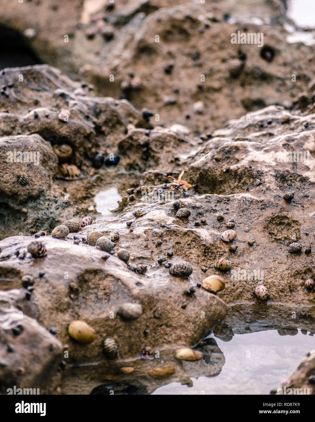 Biodiversity exploration hi-res stock photography and images - Alamy