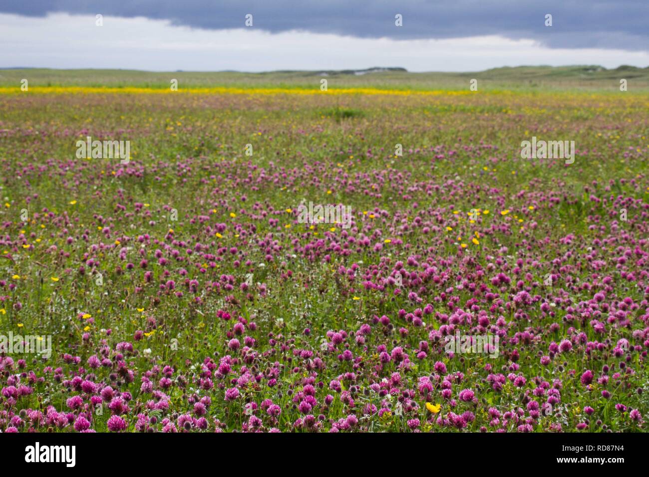 Red Clover (Trifoleum pratense ) in sward , attractive to invertebrates ...